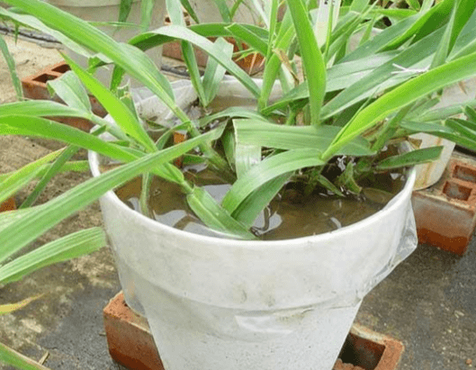 Pasto Cayman en Colombia - Pasturas Tropicales | Semillas de pastos ...