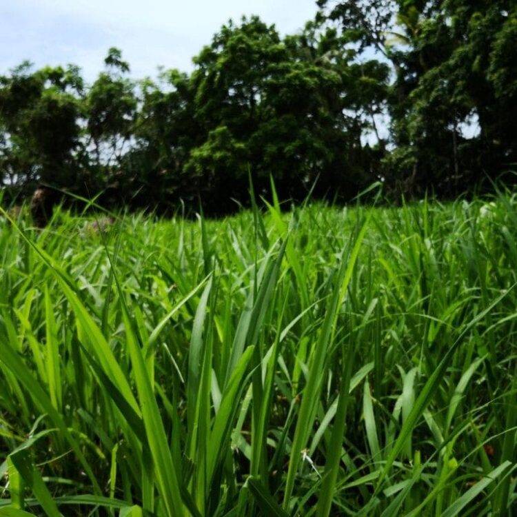 Semilla de pasto Brachiaria decumbens - Pasturas Tropicales | Semillas ...