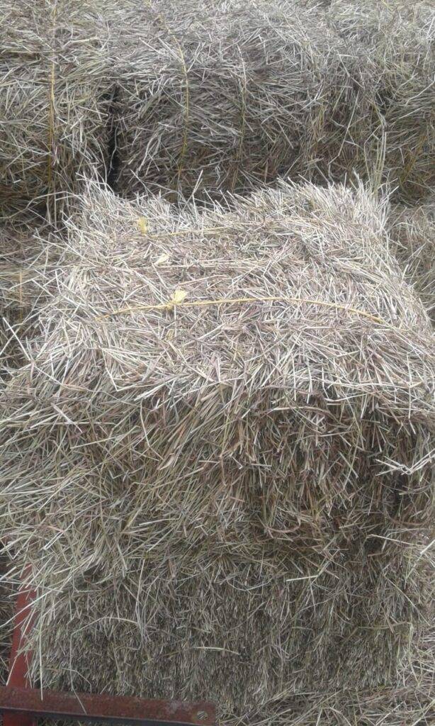 Semilla de pasto Angleton - Pasturas Tropicales | Semillas de pastos ...